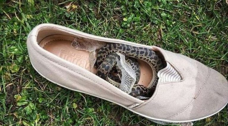 How to Keep Snakes Away While Camping? - TruCampers