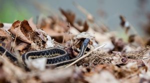 How to Keep Snakes Away While Camping? - TruCampers
